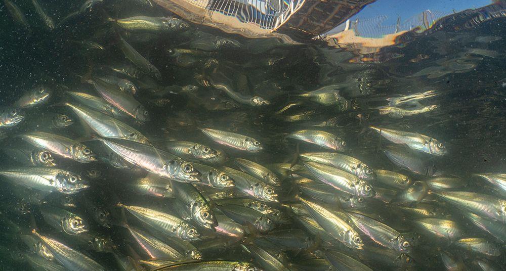 Whales spark fish die-off in Cape Town marina | News | International ...