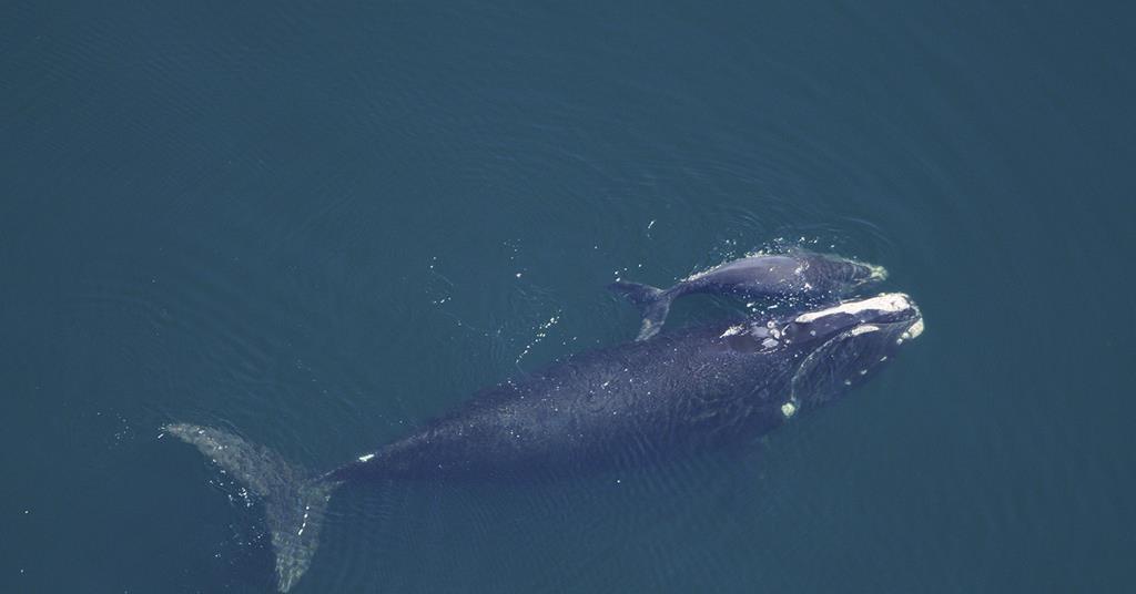 Similar data, different results: calculating compliance in US whale ...