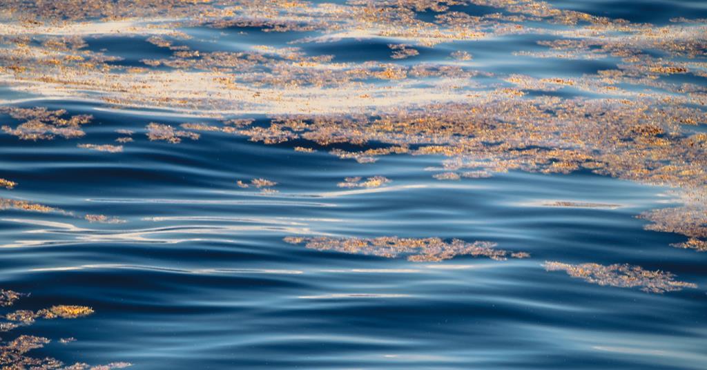 Biofuel from the sea | Green Technologies | International Boat Industry