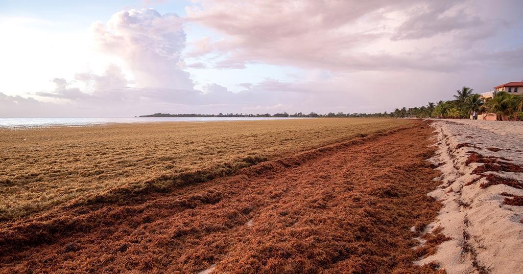 Biofuel from the sea | Green Technologies | International Boat Industry