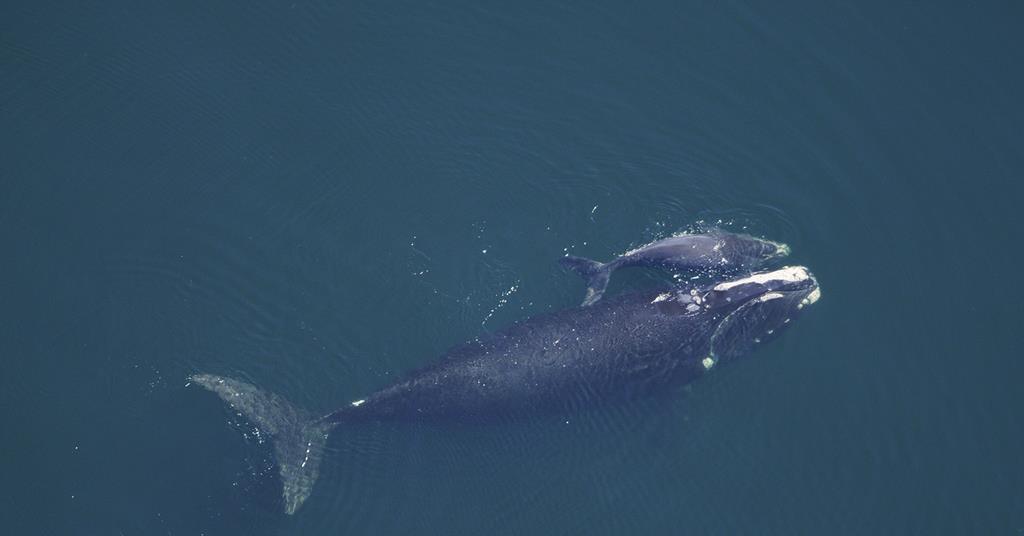 Senator Graham: whale proposal will hurt South Carolina port and ...