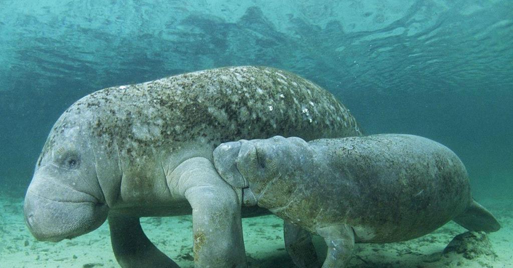 New Miami show location sparks manatee protection controversy | News ...