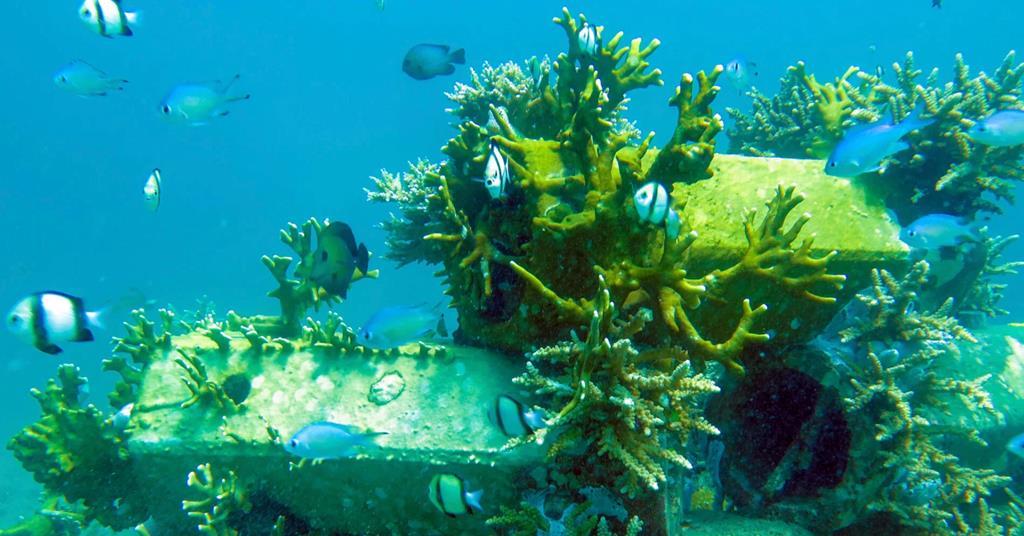 Marine life ‘explodes’ on largest Dutch seawall | Marinas ...